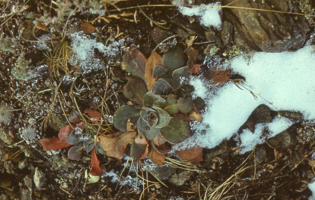 Why You Should Plant Perennials | John Bohonyi